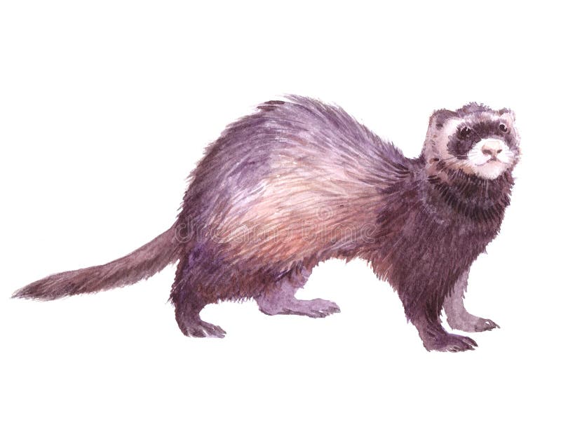 Furet Stock Illustrations, Vecteurs, & Clipart – (3,625 Stock ...