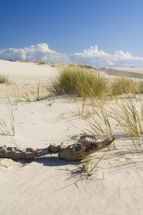 The Animal Skeleton on Desert Stock Photo - Image of dene, sandy: 5560602