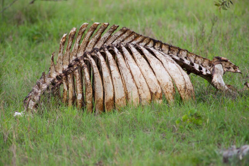 Animal Skeleton Lying in a Grassy Field Stock Image - Image of natural ...