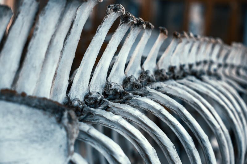 Animal Skeleton Spine with Ribs Stock Image - Image of extinct ...
