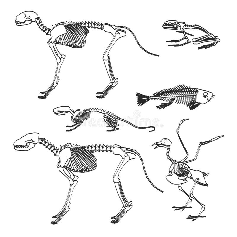 Animal skeletons stock illustration. Illustration of toon - 81662659