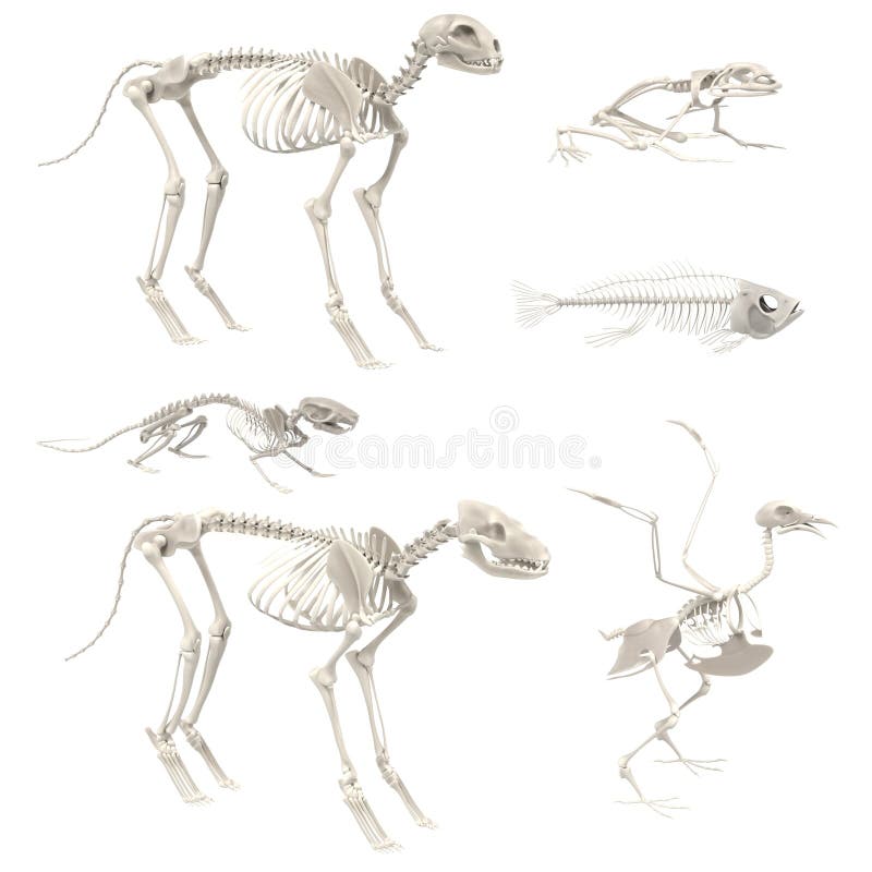 Animal skeletons stock illustration. Illustration of toon - 81662659