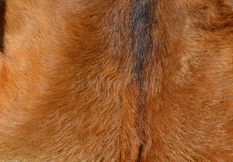 Furry Bulls Stock Photos - Free & Royalty-Free Stock Photos from Dreamstime