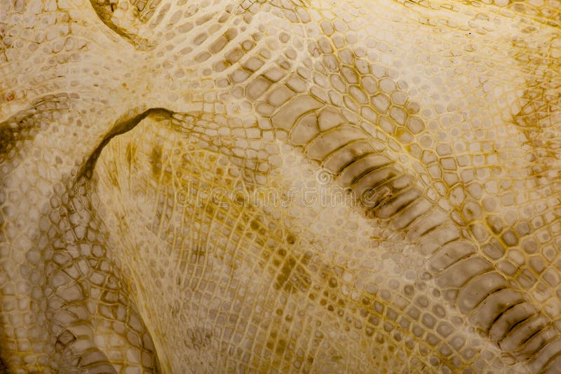 Animal Skin Goose in the Macro Detail Stock Photo - Image of cloth ...