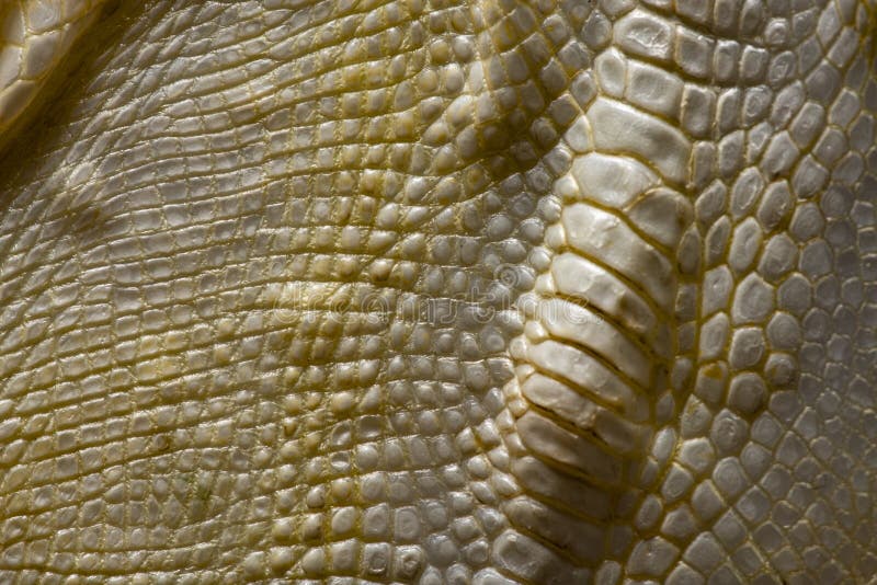 Animal Skin Goose in the Macro Detail Stock Photo - Image of cloth ...