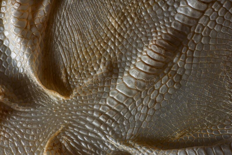 Animal Skin Goose in the Macro Detail Stock Photo - Image of material ...