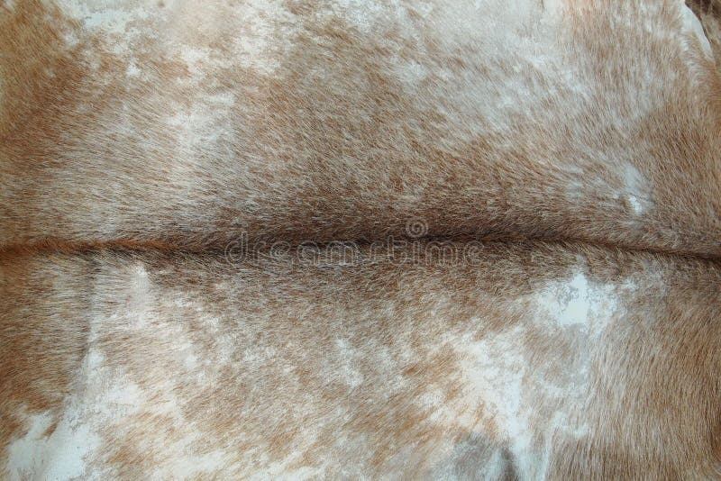 High Quality Sample of Animal Skin Ostrich Leather Stock Photo - Image ...