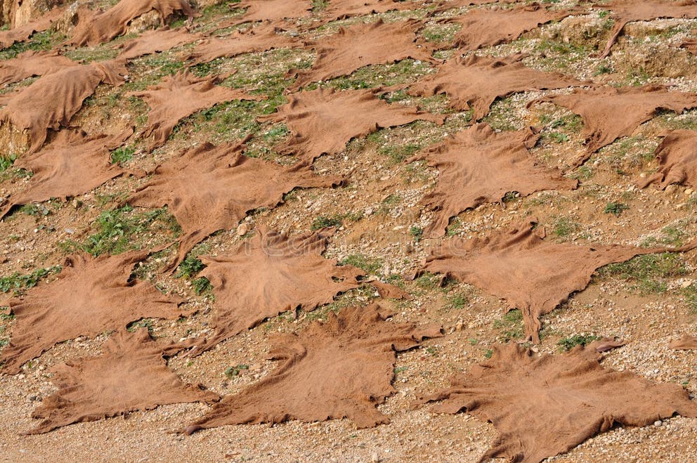 Animal Skins Drying Outdoors Stock Image - Image of skin, drying: 7681631