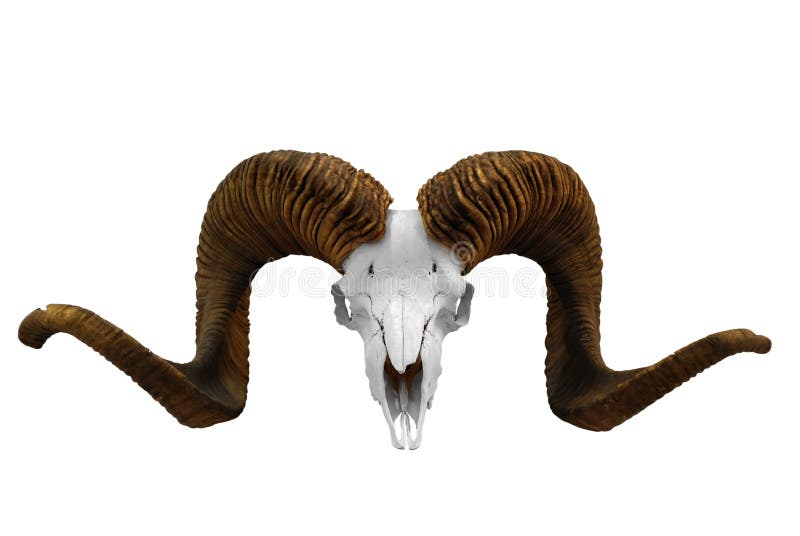 Animal skull stock photo. Image of horn, head, bone, trophy - 7426424