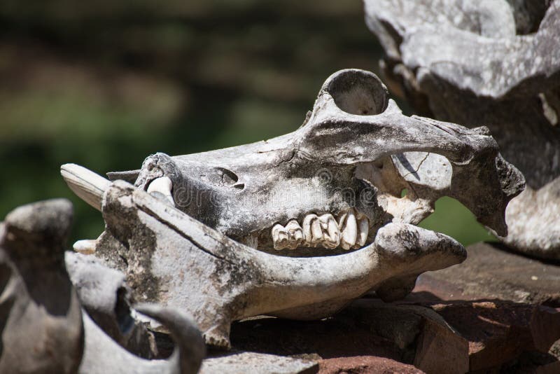 Animal Skull Dried Up Tusks and Teeth Stock Image - Image of closeup ...