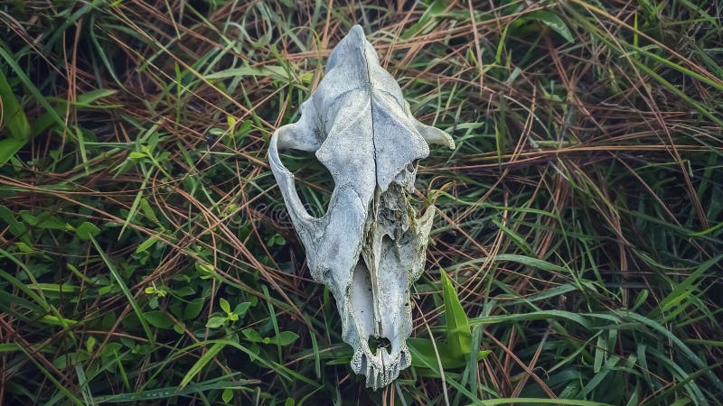 The Skull Of The Animal In The Forest Stock Image - Image of bone, find ...