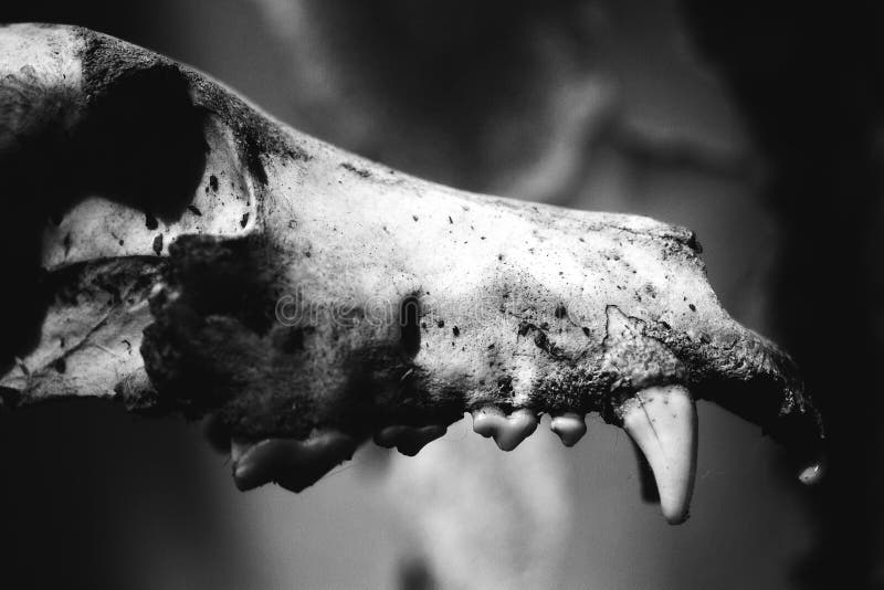 Animal skull picture stock photo. Image of fear, animal - 138219422