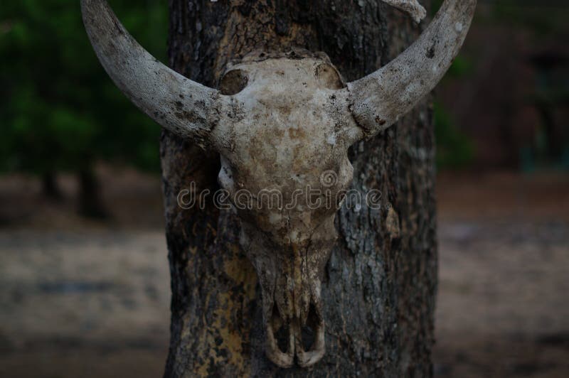 Animal Skulls Hung on Dead Trees Stock Photo - Image of horns ...