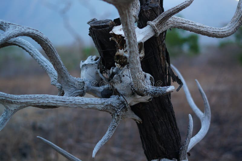 Animal Skulls Hung on Dead Trees Stock Image - Image of bones, desert ...