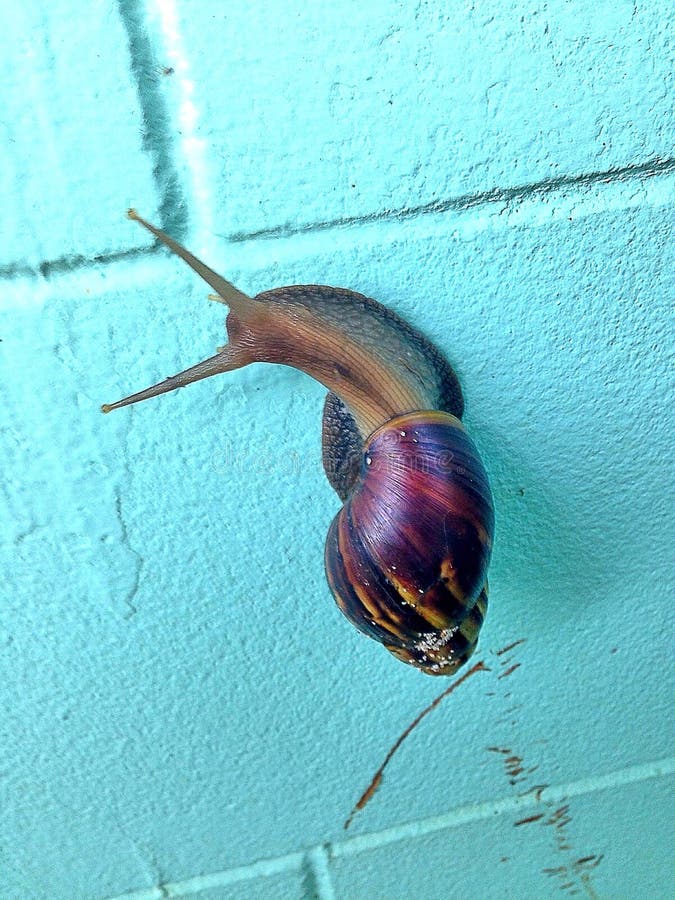 Animal stock photo. Image of mint, animal, snail, blue - 46188912