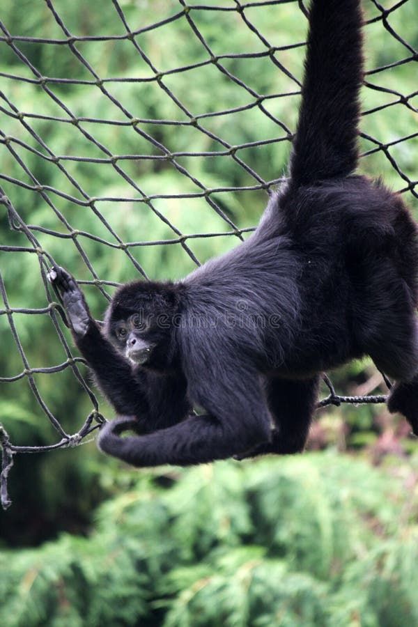 Animal Spider Monkey Picture. Image: 6311681