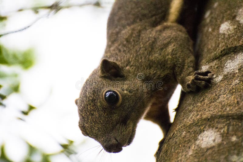 Squirrel Headshots Stock Photos - Free & Royalty-Free Stock Photos from ...