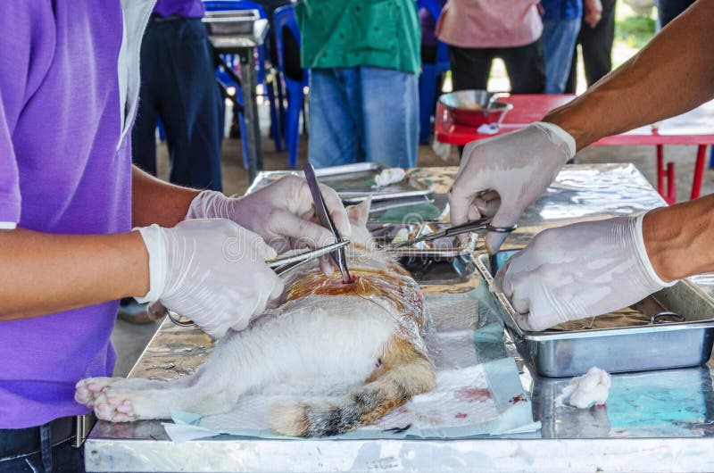 Animal Surgery, Cat in a Veterinary Surgery, Veterinarian Steri Stock ...