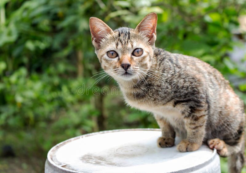 Animal stock image. Image of distrustful, cute, face - 77353915