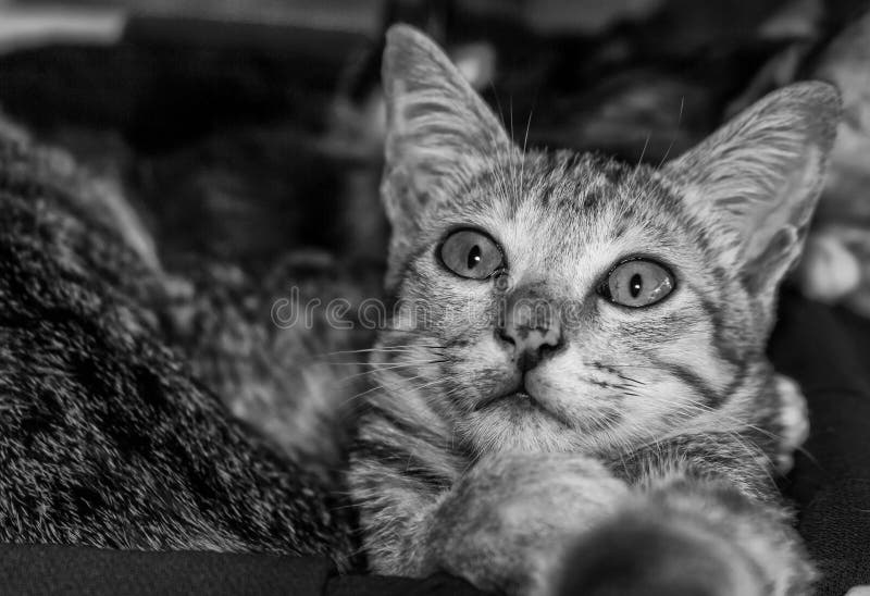 Animal stock photo. Image of uptight, life, animal, kitten - 77353904
