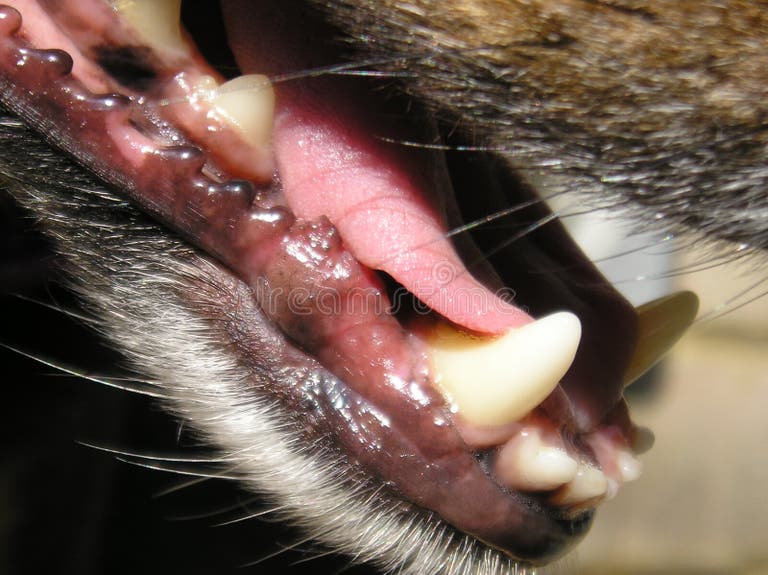 Animal teeth stock photo. Image of pooch, bacteria, bite - 83592