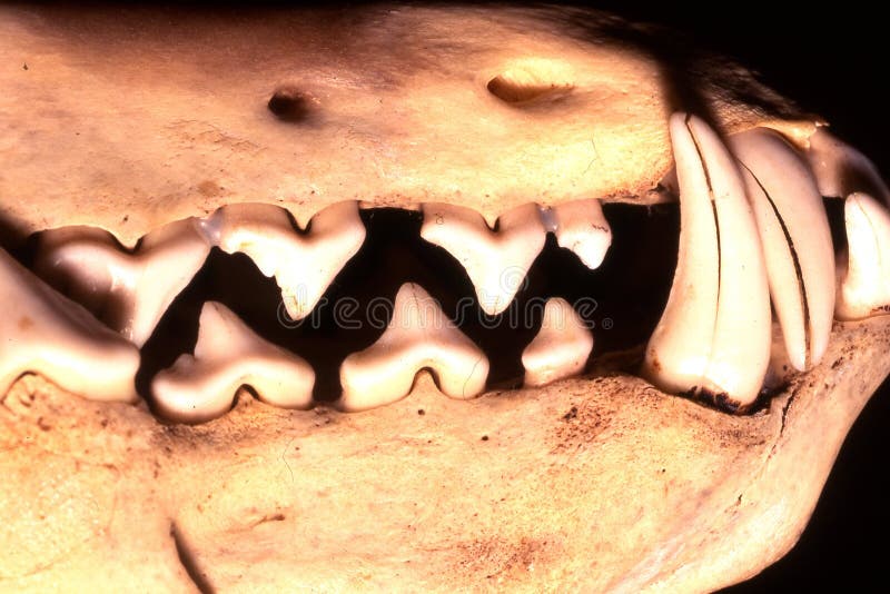 Scary Animal Teeth