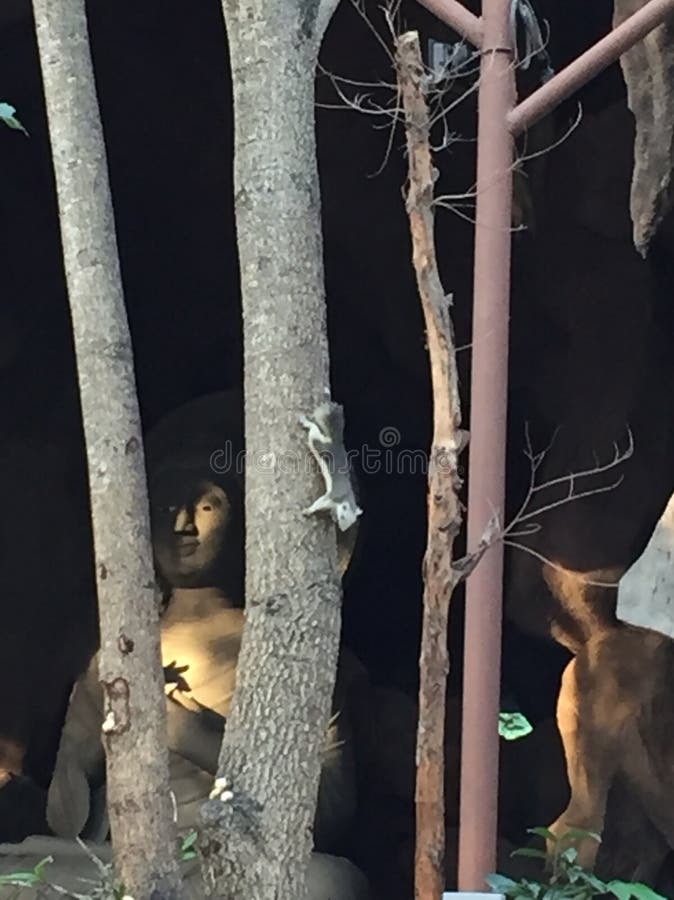 Animal , temple stock image. Image of squirrel, quadruped - 113145949