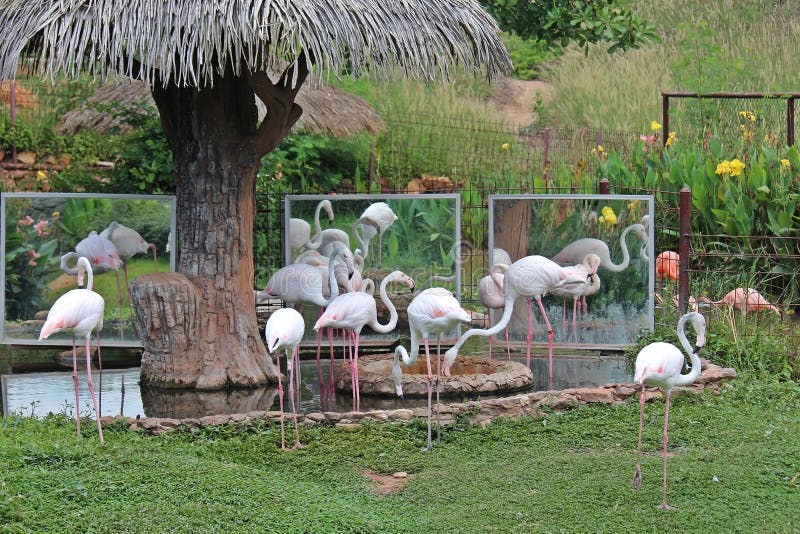 Animal in Thai zoo. stock image. Image of animal, wildlife - 117013669
