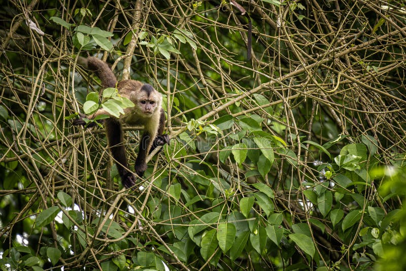 Little Capuchin Monkey on a Branch. Stock Image - Image of outdoors ...