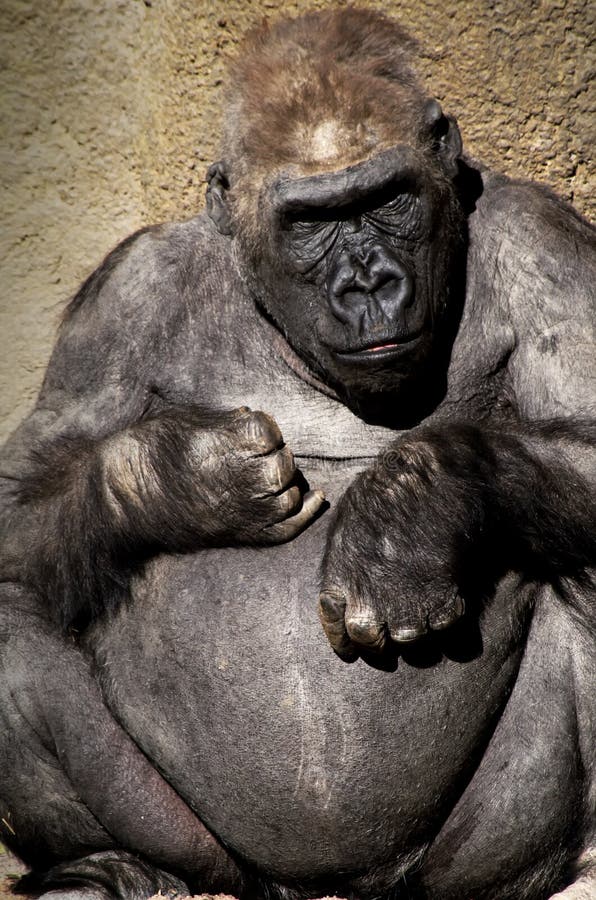 Animal thinking stock image. Image of animal, gorilla - 12325477