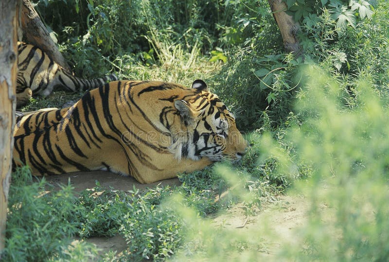 Animal stock image. Image of outdoors, working, tiger - 81597641