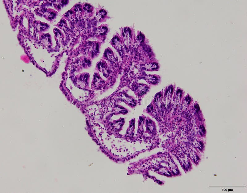 Animal Tissue Samples Under the Microscope. Stock Photo - Image of ...