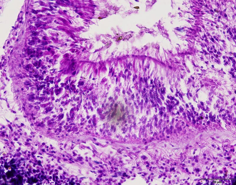 Animal Tissue Samples Under the Microscope. Stock Image - Image of ...