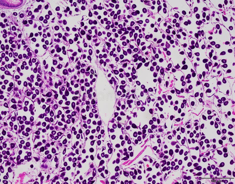 Animal Tissue Samples Under the Microscope. Stock Photo - Image of ...