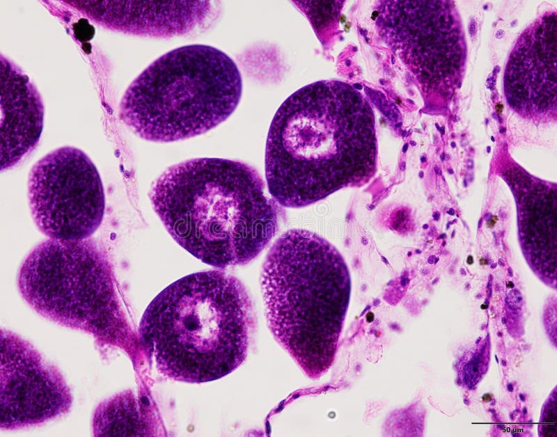 Animal Tissue Samples Under the Microscope. Stock Image - Image of ...