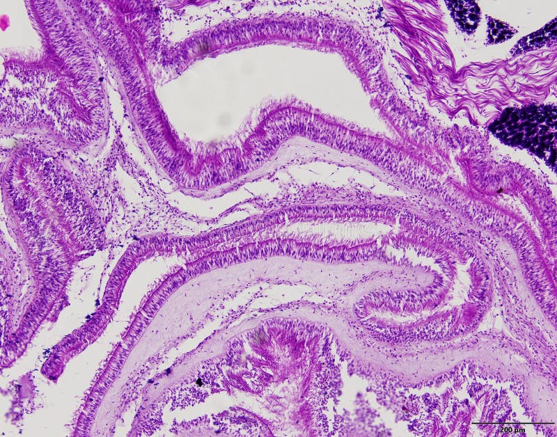 Animal Tissue Samples Under the Microscope. Stock Photo - Image of ...