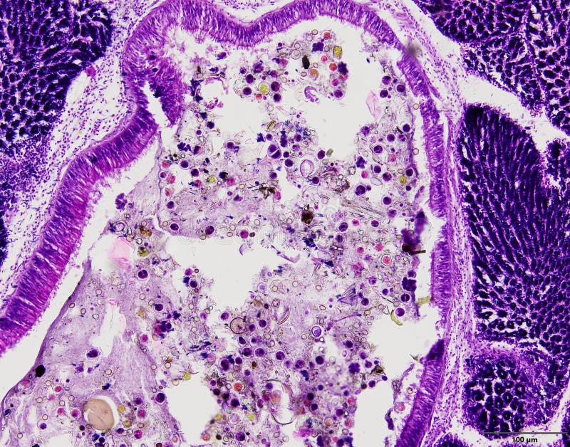 Animal Tissue Samples Under the Microscope. Stock Image - Image of ...