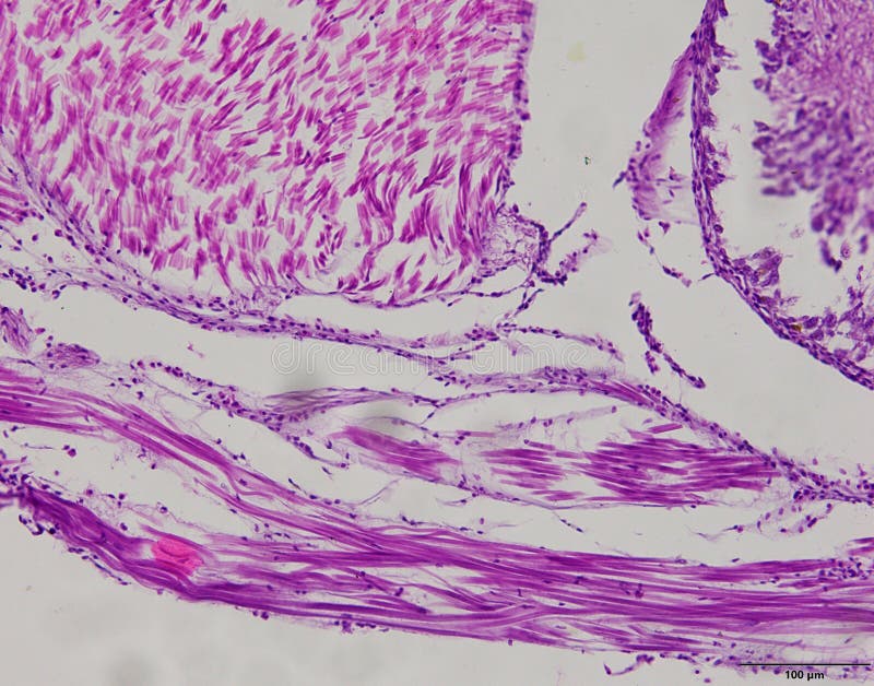 Animal Tissue Samples Under the Microscope. Stock Image - Image of ...