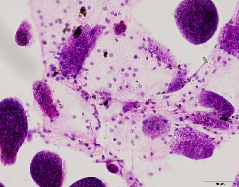 Animal Tissue Samples Under the Microscope. Stock Image - Image of ...