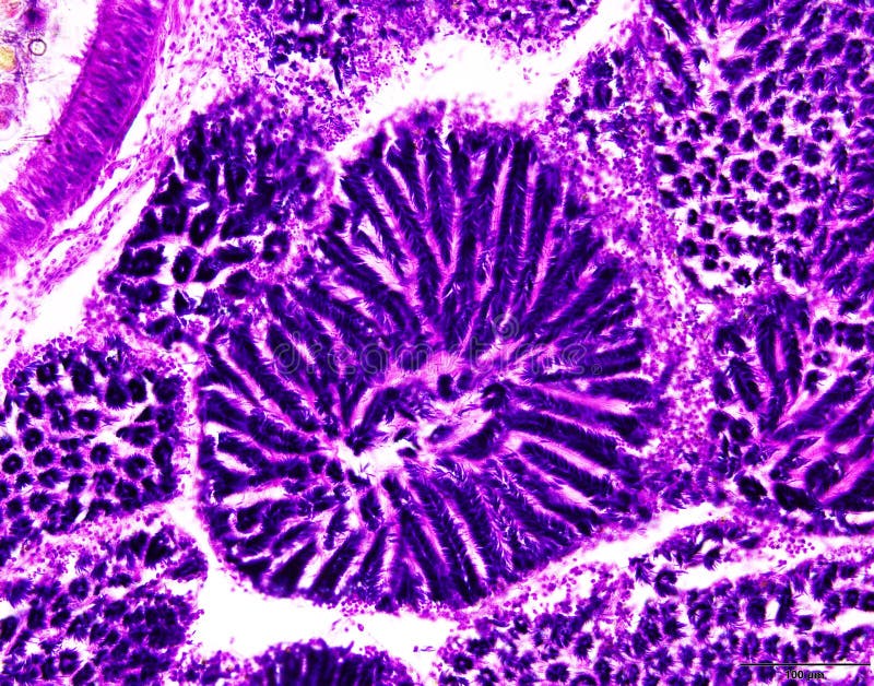 Animal Tissue Samples Under the Microscope. Stock Image - Image of ...