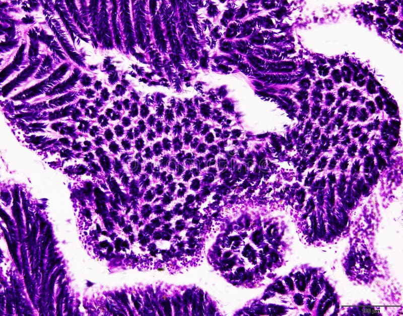 Animal Tissue Samples Under the Microscope. Stock Photo - Image of ...