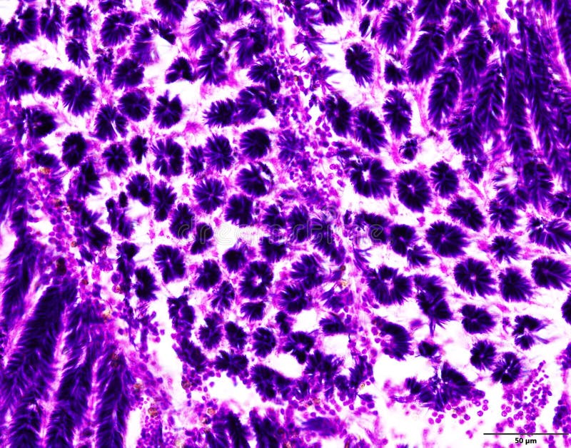 Animal Tissue Samples Under the Microscope. Stock Photo - Image of ...