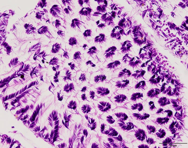 Animal Tissue Samples Under the Microscope. Stock Image - Image of ...