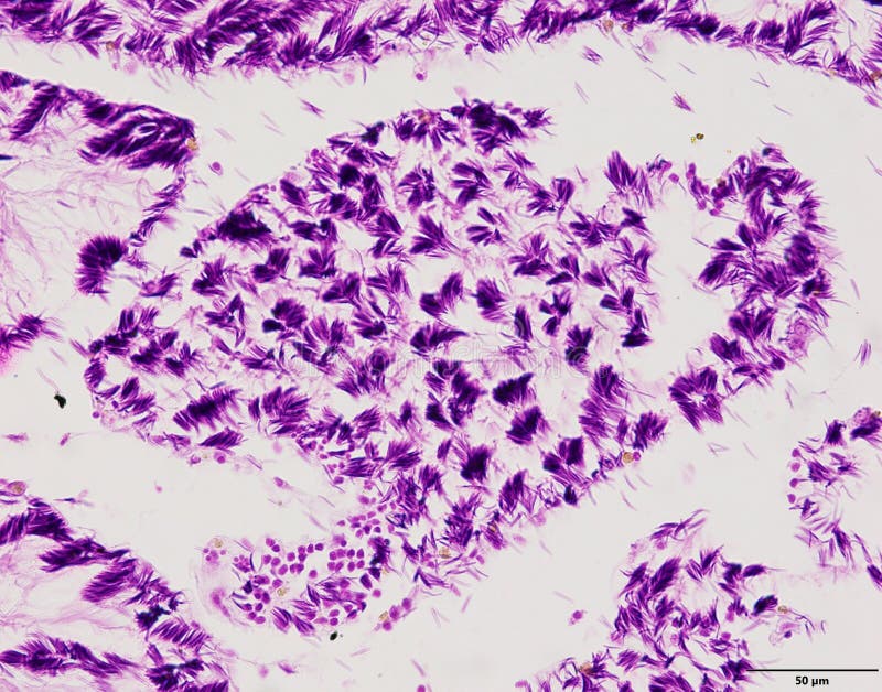 Animal Tissue Samples Under the Microscope. Stock Image - Image of ...