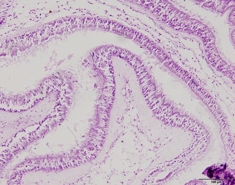 Animal Tissue Samples Under the Microscope. Stock Photo - Image of ...