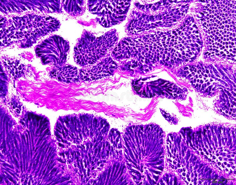 Animal Tissue Samples Under the Microscope. Stock Photo - Image of ...