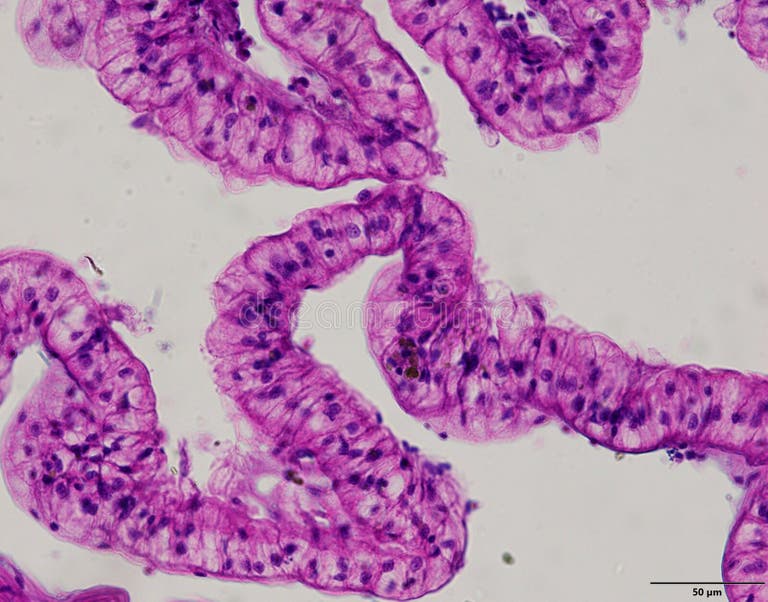 274 Simple Squamous Epithelium Under Microscope Drawing Stock Photos ...