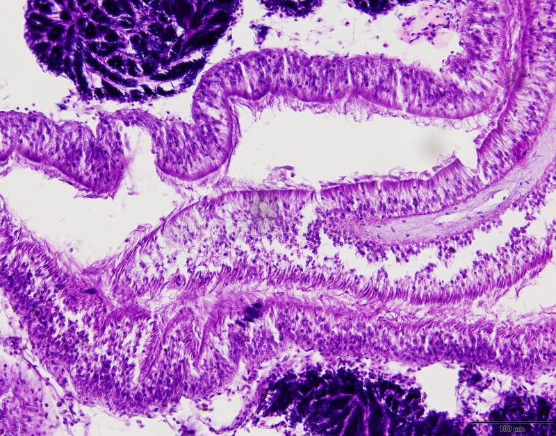 Animal Tissue Samples Under the Microscope. Stock Photo - Image of ...