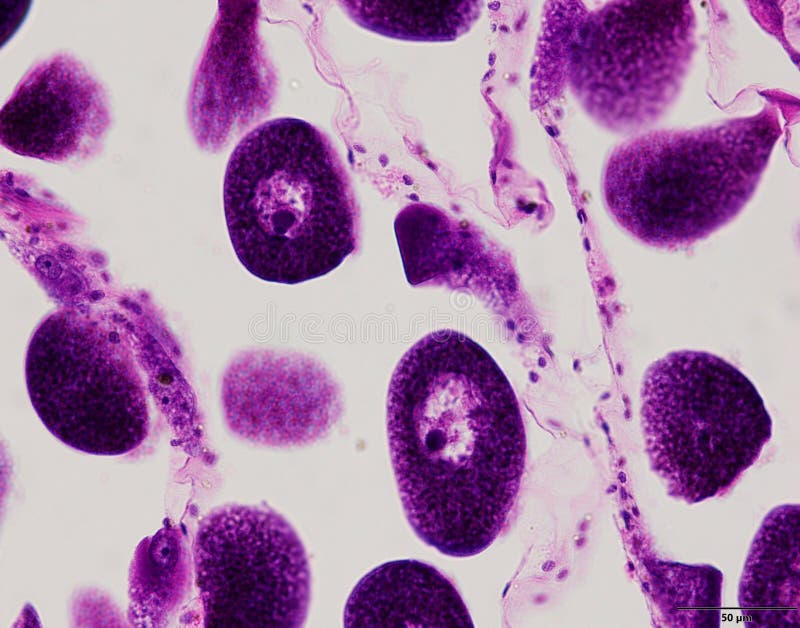 Animal Tissue Samples Under the Microscope. Stock Photo - Image of ...