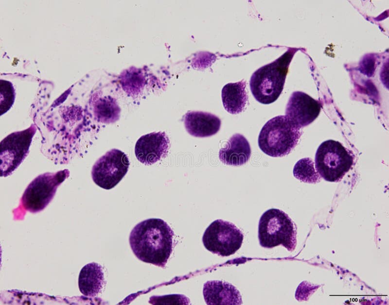 Animal Tissue Samples Under the Microscope. Stock Image - Image of ...